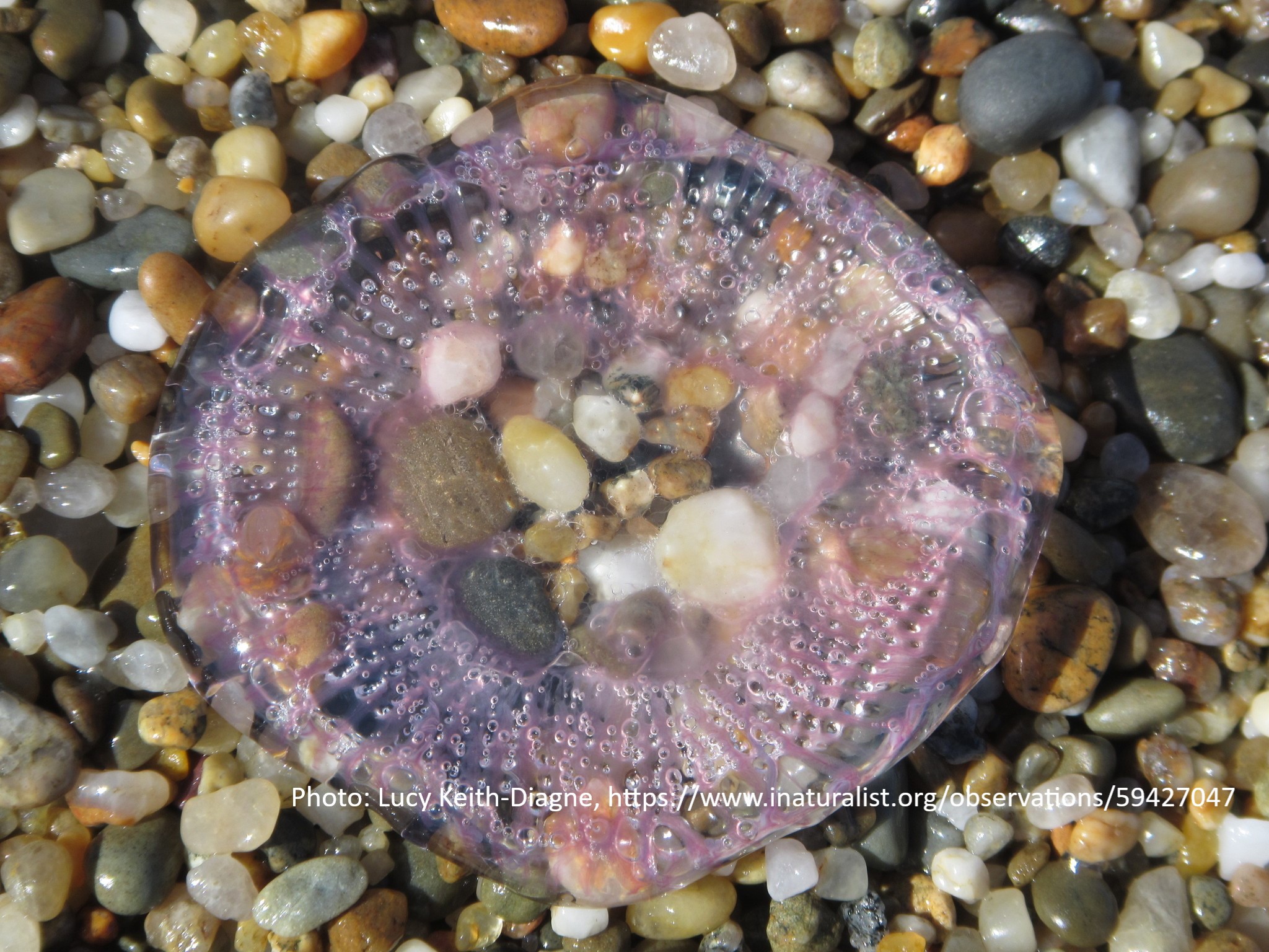 Phyla Porifera, Cnidaria, Ctenophora