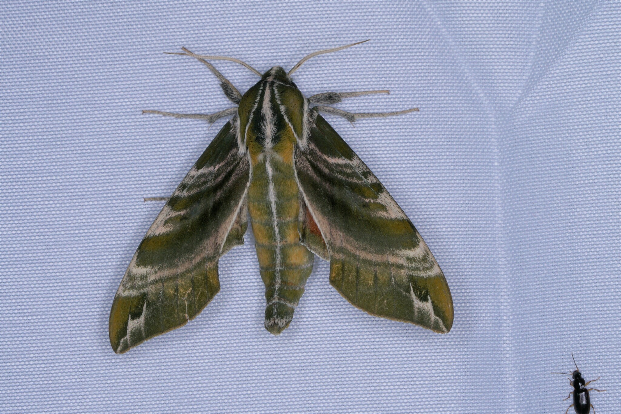 Shed Some Light on Moths