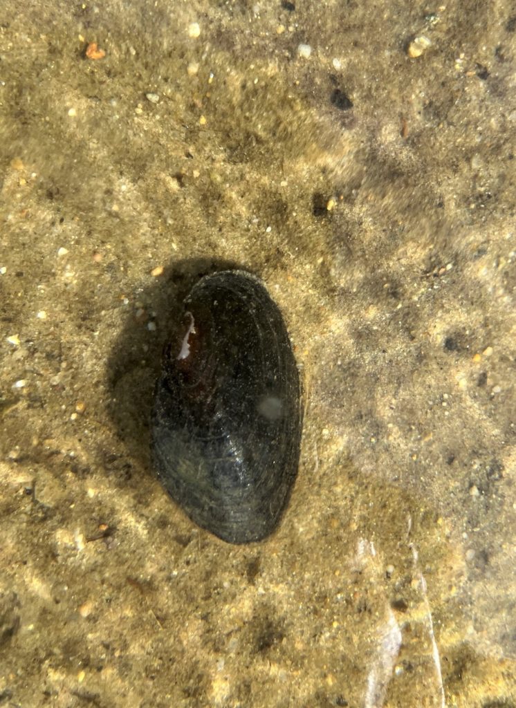 Freshwater mussel documented in Seth's Pond, West Tisbury