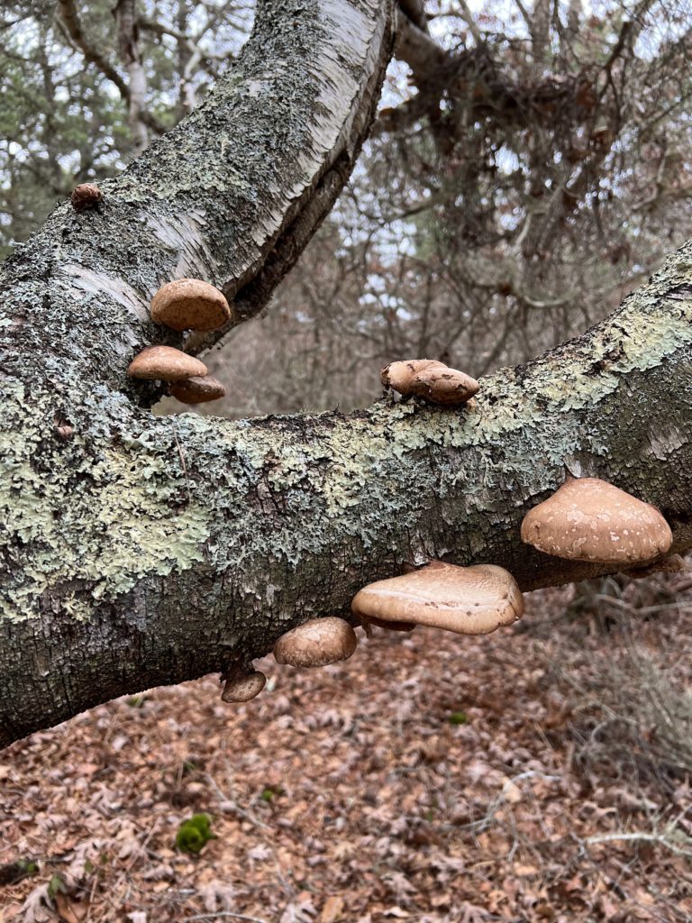 “The Swiss Army Knife of Mushrooms” Birch polypore.