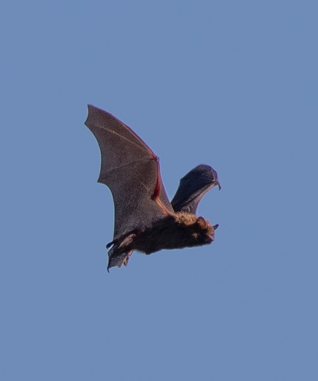 🦇Bats in December? Migratory bats