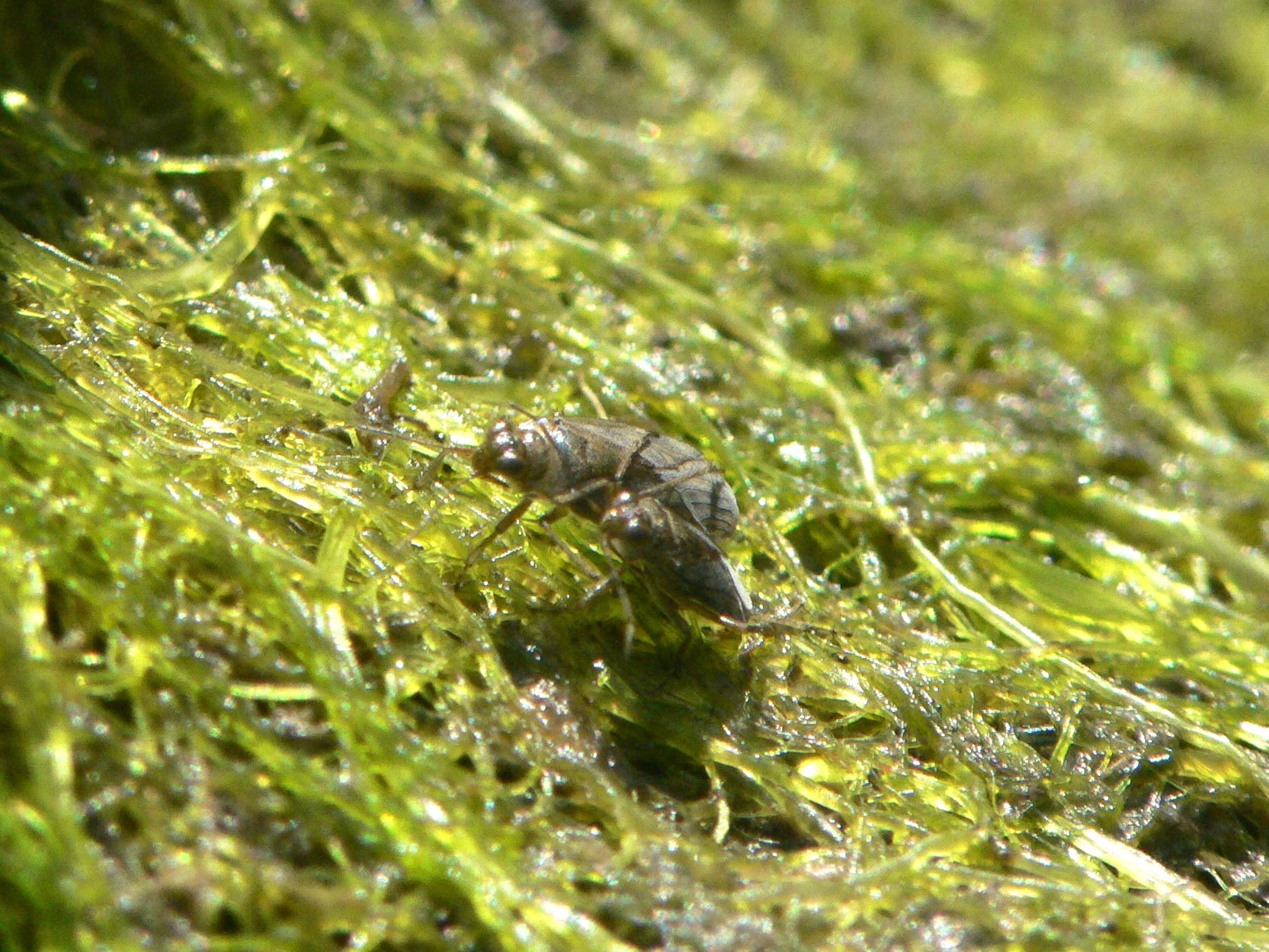 A “Shore Bug,” Pentacora sphacelata Martha's Vineyard Atlas of Life