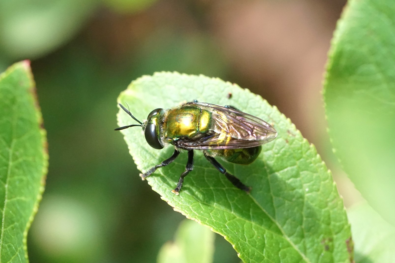 Microdon fulgens on Martha’s Vineyard