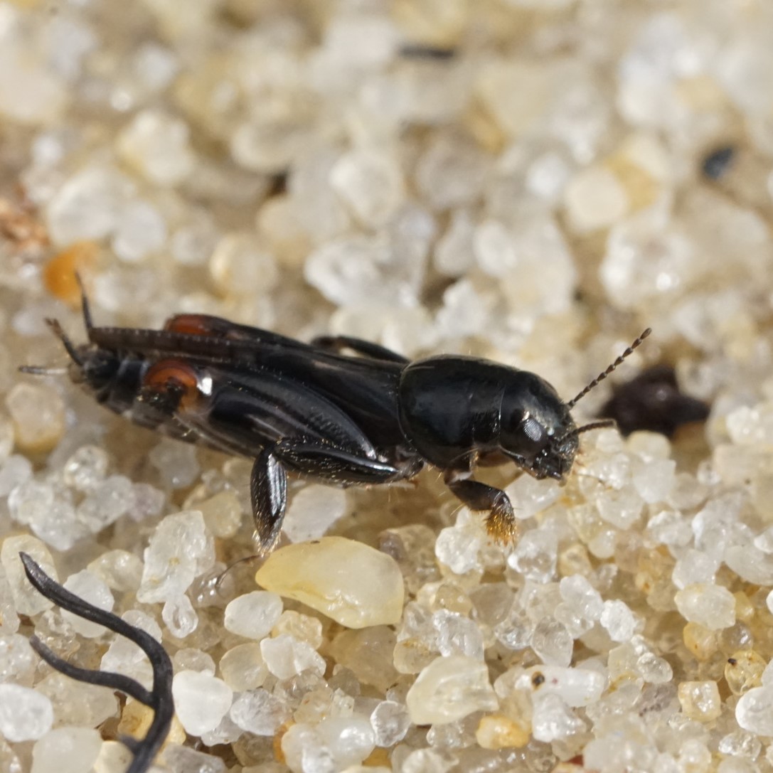 Neotridactylus apicialis