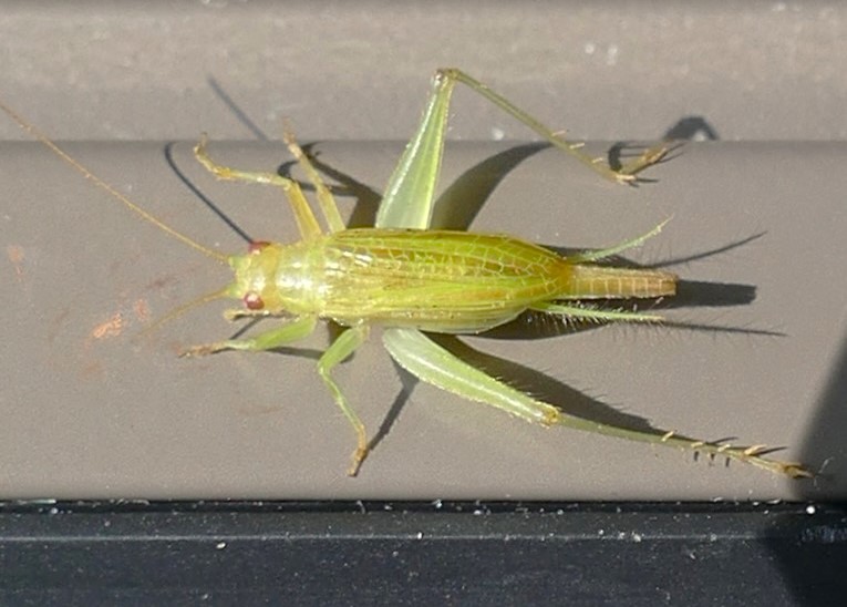 New Vineyard Orthoptera Records